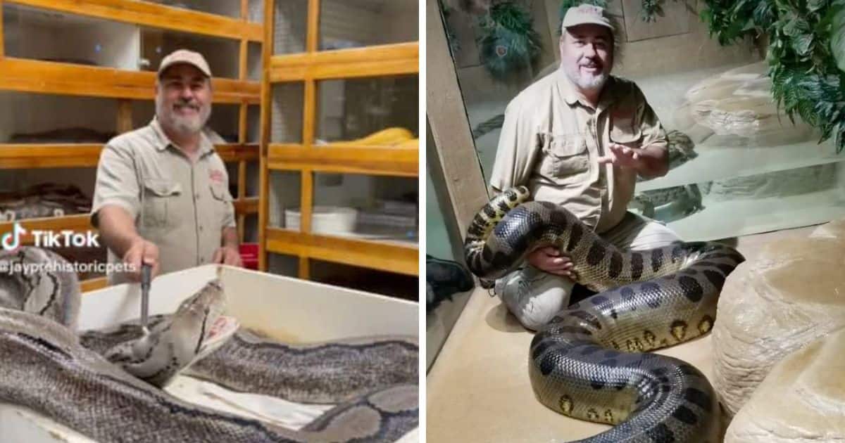 Animal Expert Jay Brewer Almost Bitten by Python in Viral TikTok Video ... Animal Expert Jay Brewer Almost Bitten by Python in Viral TikTok Video ...